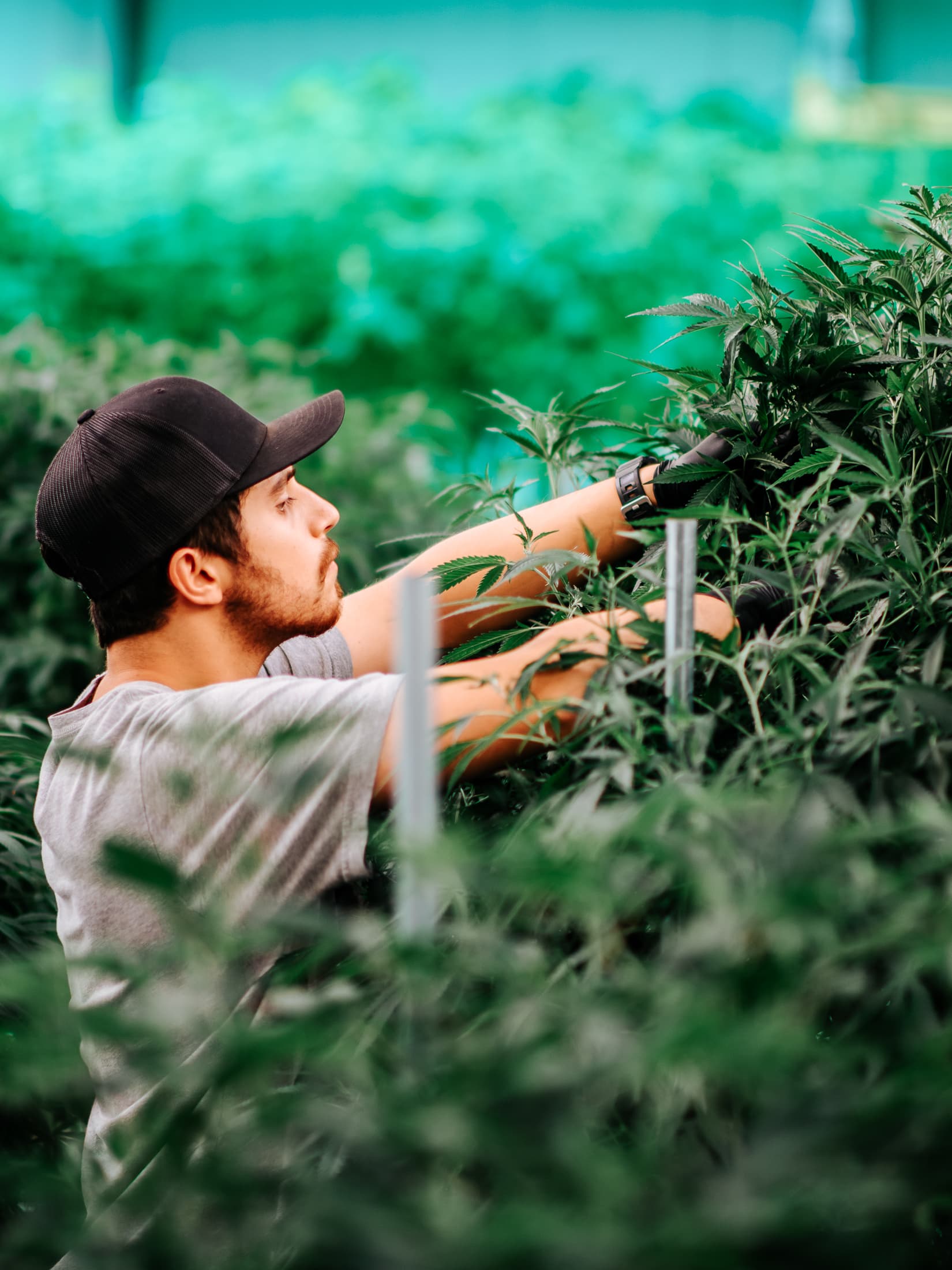 About Collective Elevation